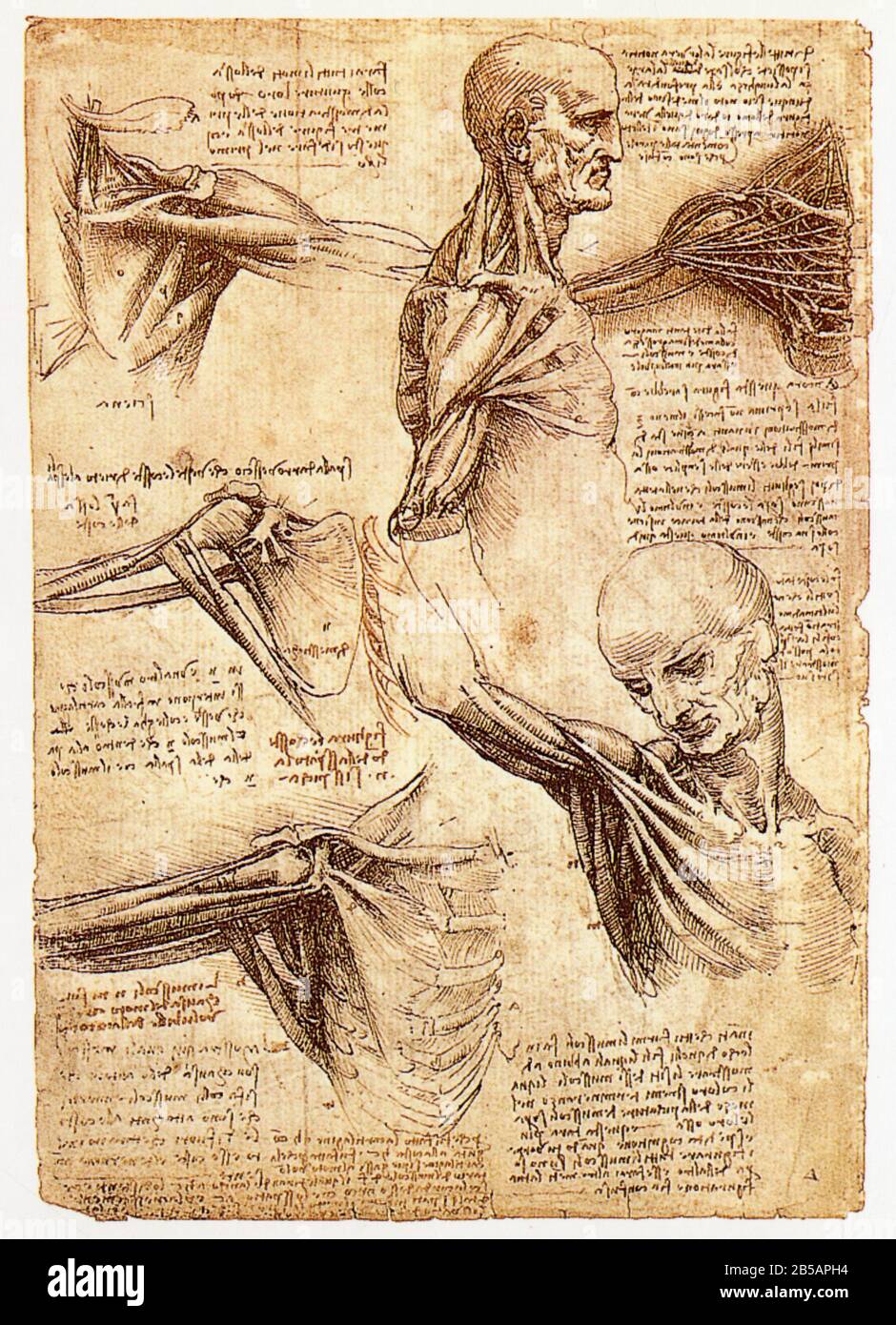 Vinci leonardo da muscles hi-res stock photography and images - Alamy