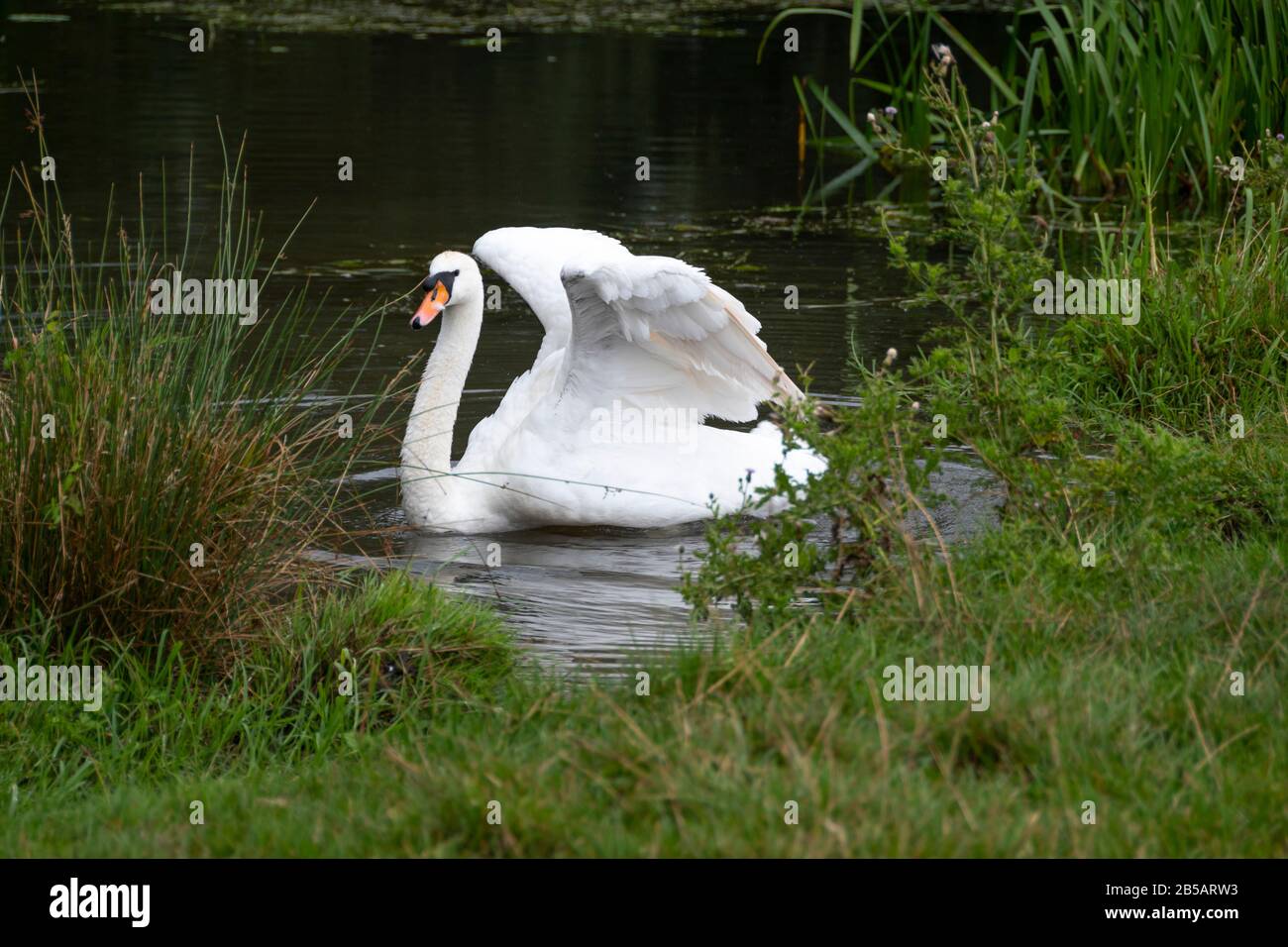 White swan at Dedham, Essex, England Stock Photo - Alamy