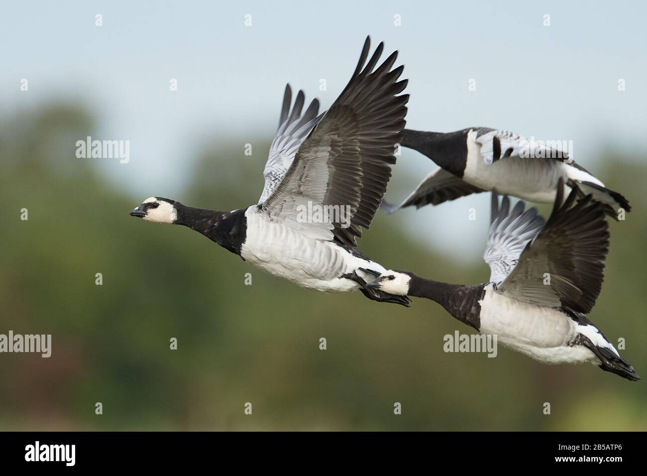 Barnacle geese in flight in their habitat in Denmark Stock Photo - Alamy
