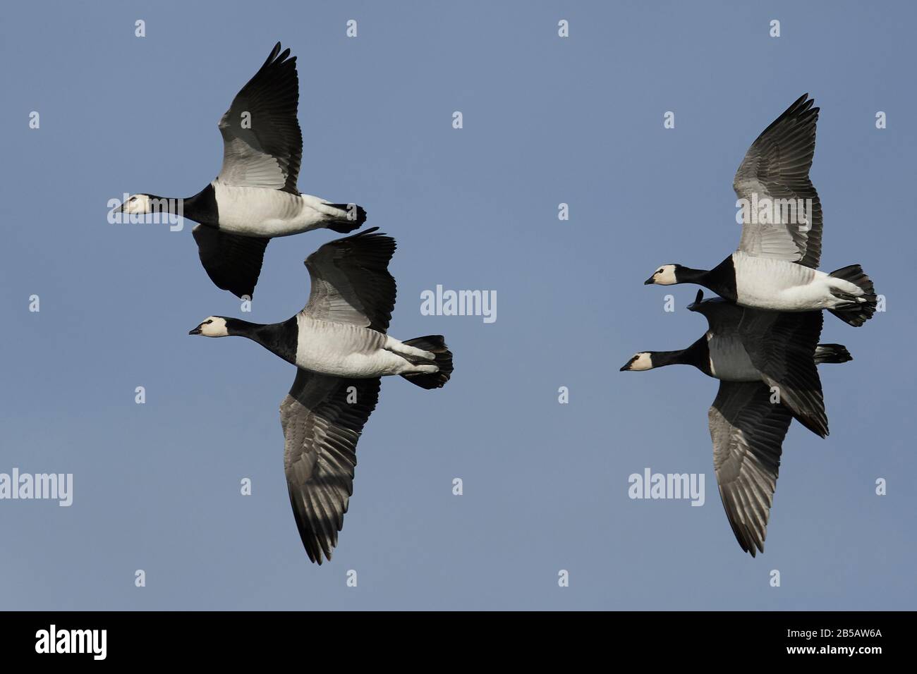 Barnacle geese in flight in their habitat in Denmark Stock Photo - Alamy