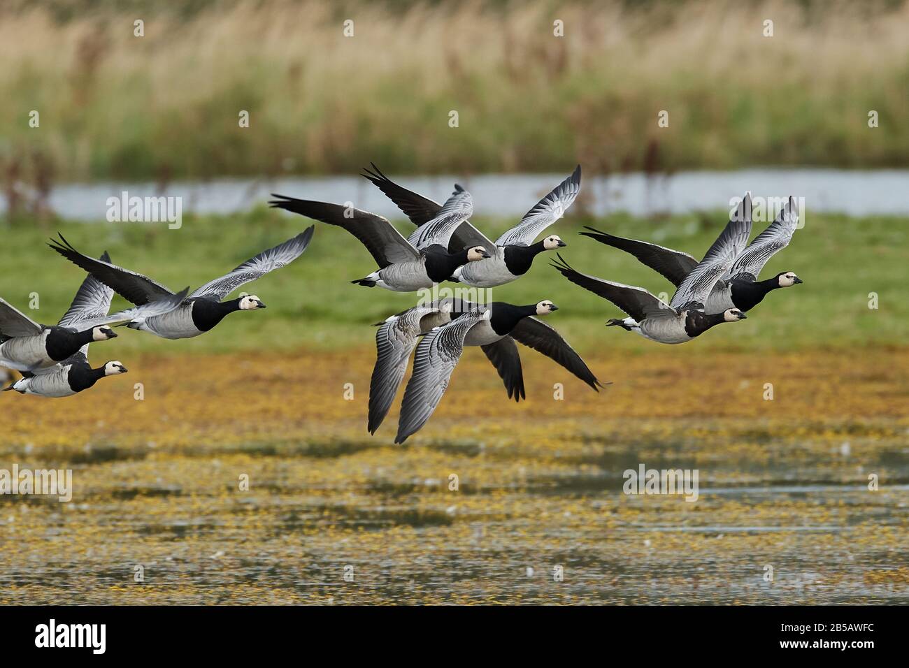 Barnacle geese in flight in their habitat in Denmark Stock Photo - Alamy