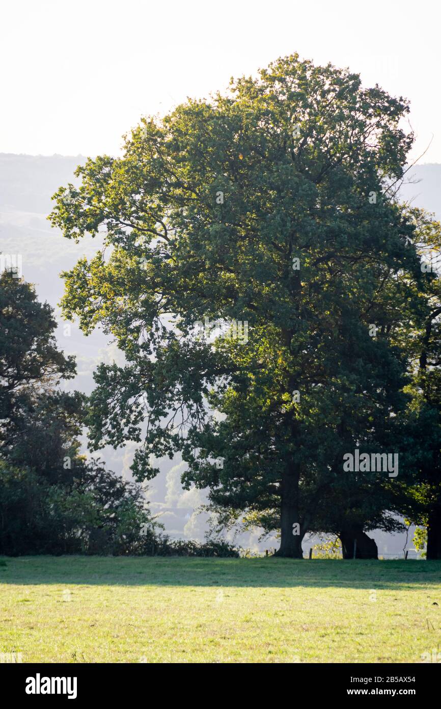 Trees at edge of field, near Westerham, Kent, England Stock Photo - Alamy
