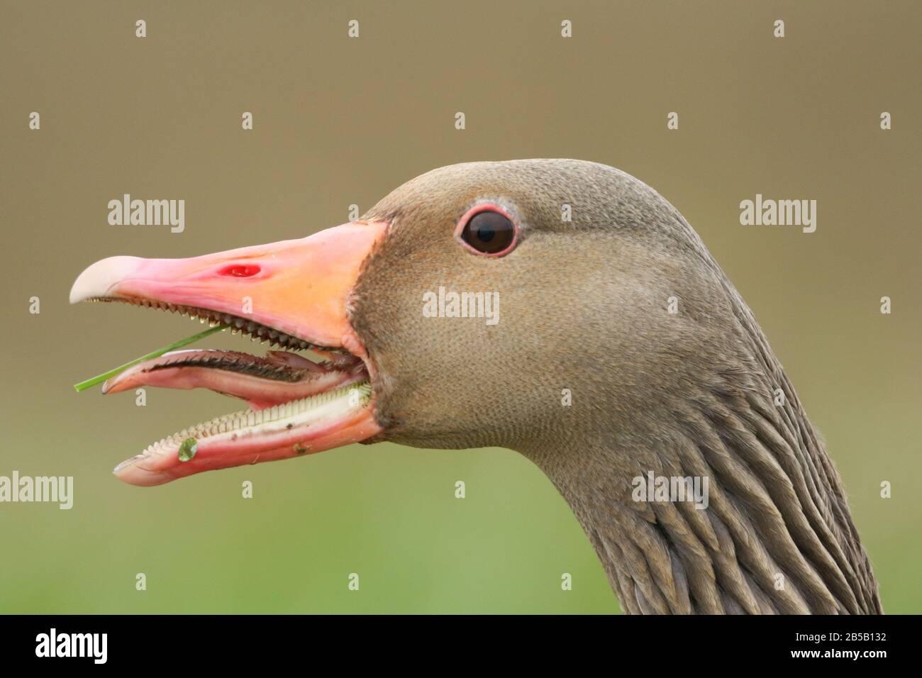 A head shot of a hissing Greylag Goose, Anser anser. It has its beak ...
