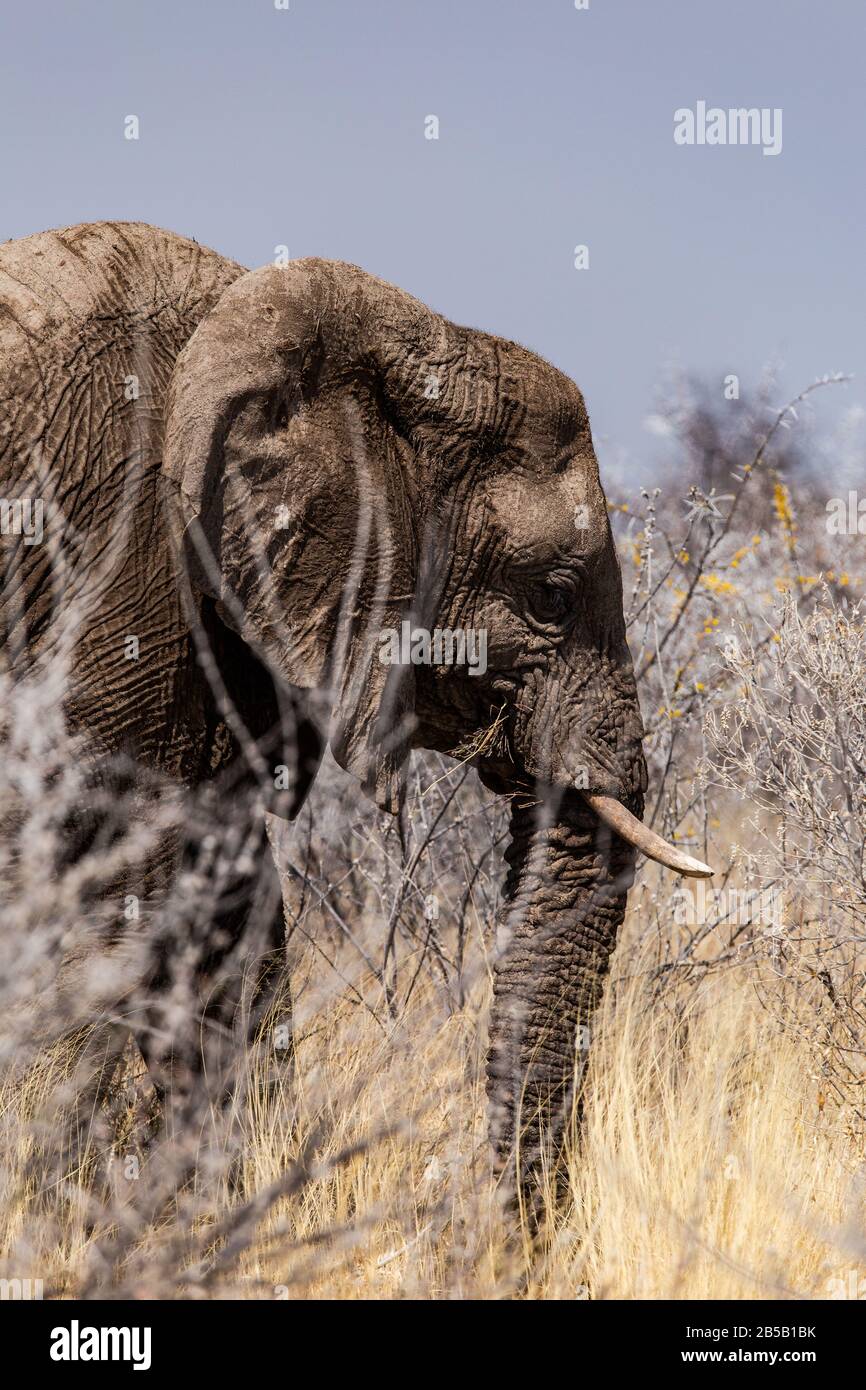Elephant portrait showing wrinkled skin Stock Photo - Alamy