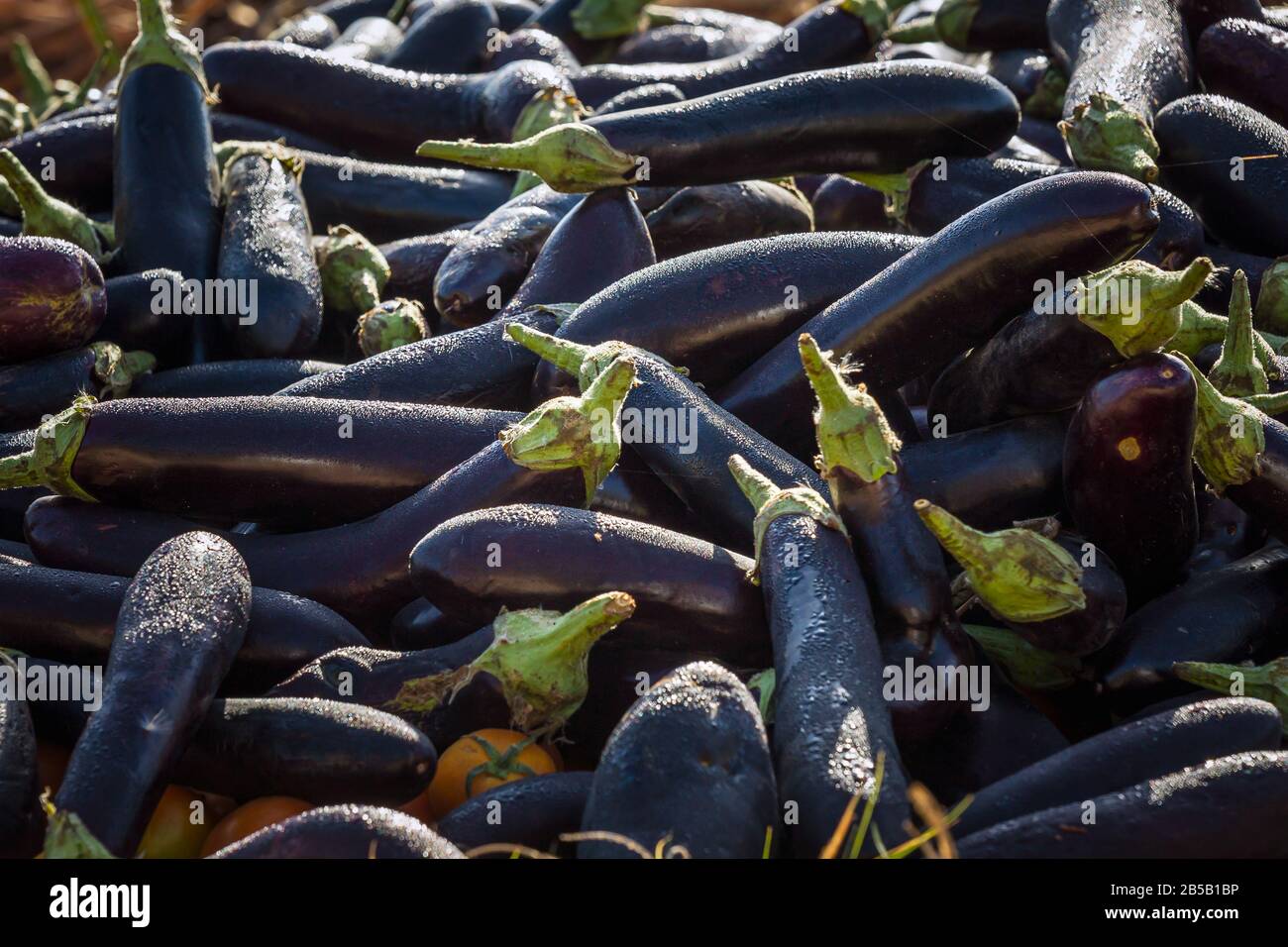 Egg plant in Dammam Saudi Arabia Stock Photo - Alamy