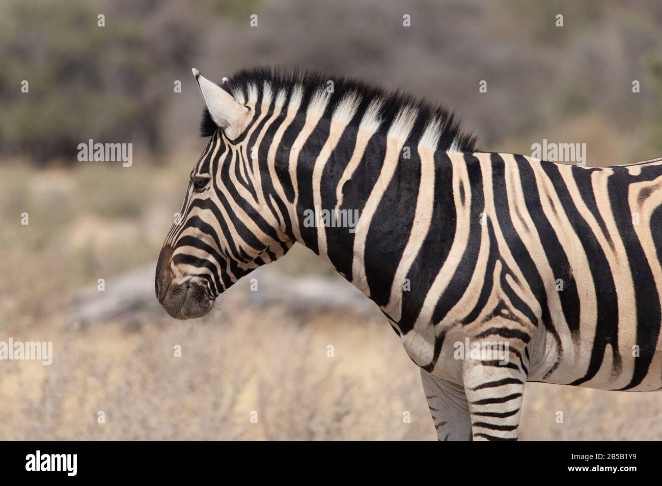 Grazing Zebra in Namibian Prairie Stock Photo - Alamy