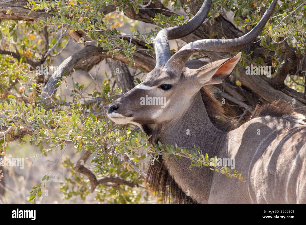 Portrait of a Kudu in Namibia Stock Photo - Alamy