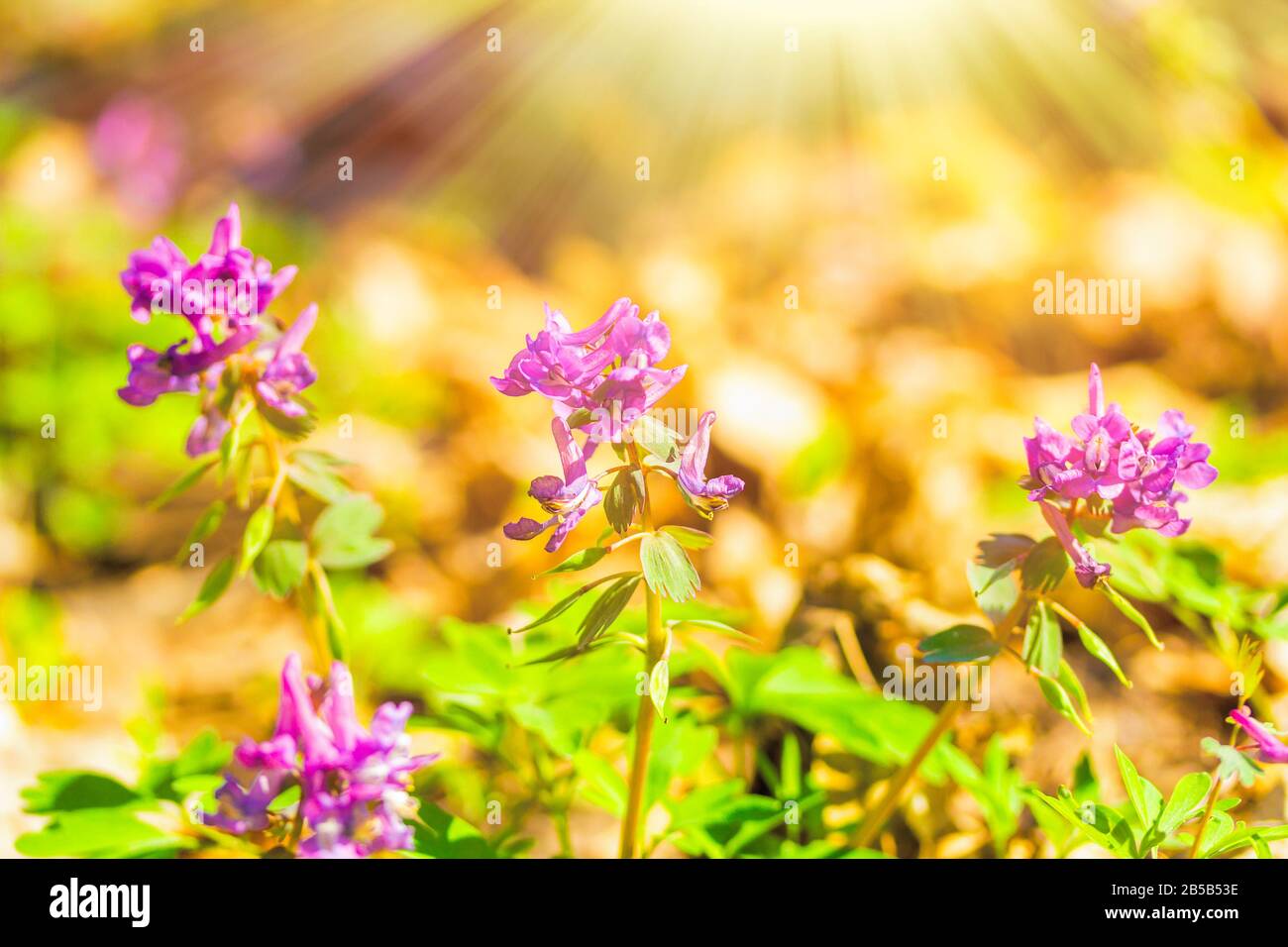 Renaissance Nature High Resolution Stock Photography and Images - Alamy