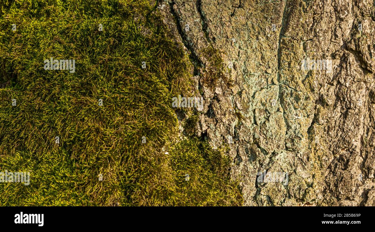 texture of tree bark with lichen and moss, detail Stock Photo - Alamy
