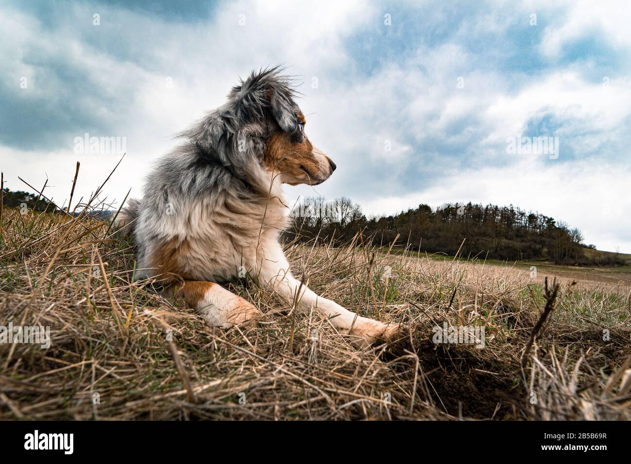 Dog australian shepherd blue merld sitting in front of blue sky lying ...