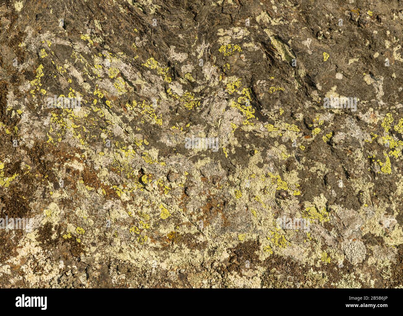 texture of grey and yellow lichen on rock, detail Stock Photo - Alamy