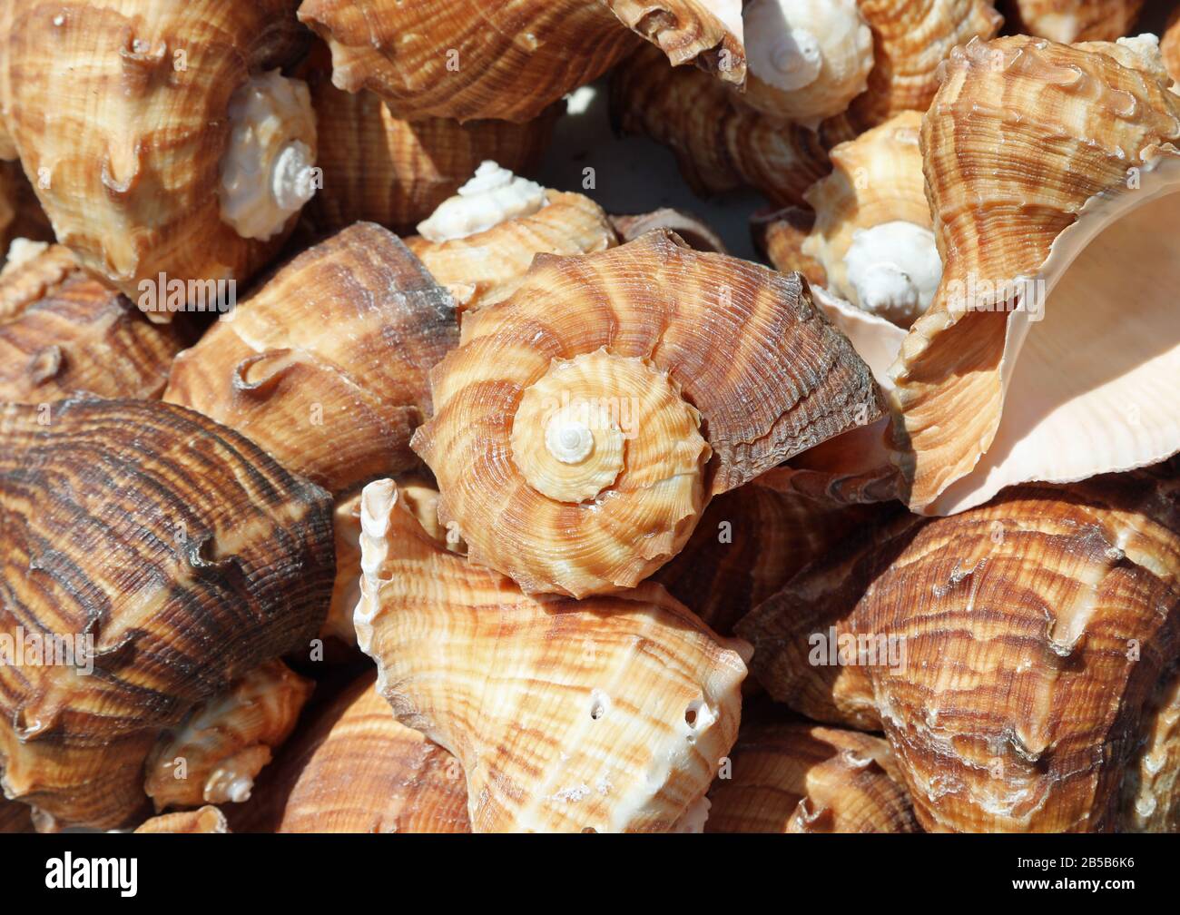 Many snail hi-res stock photography and images - Alamy