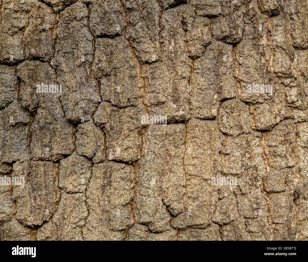 grey texture of tree bark, detail Stock Photo - Alamy