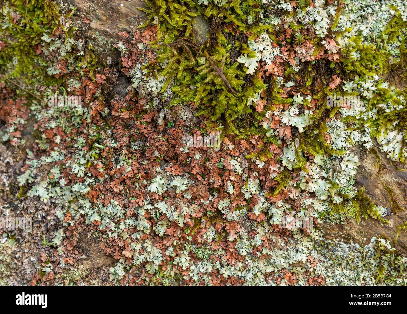 texture of grey and red lichen and moss on rock, detail Stock Photo - Alamy