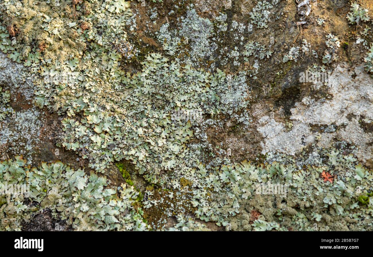 texture of grey and red lichen and moss on rock, detail Stock Photo - Alamy