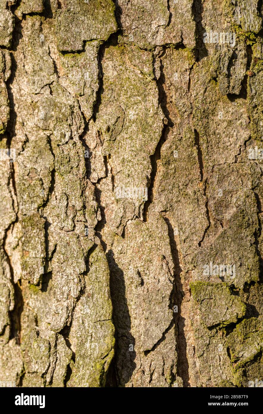 grey texture of tree bark, detail Stock Photo - Alamy