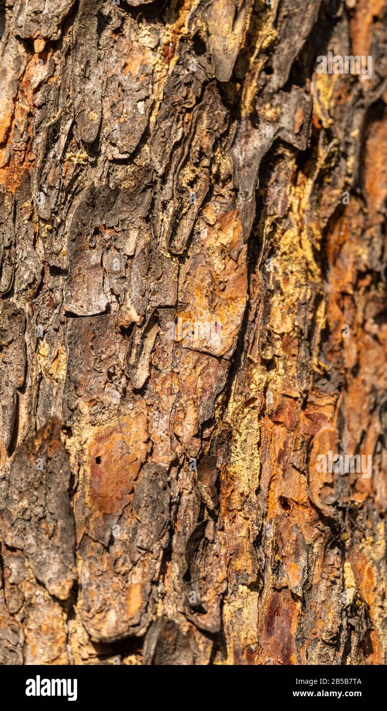 texture of pine tree bark, detail Stock Photo - Alamy