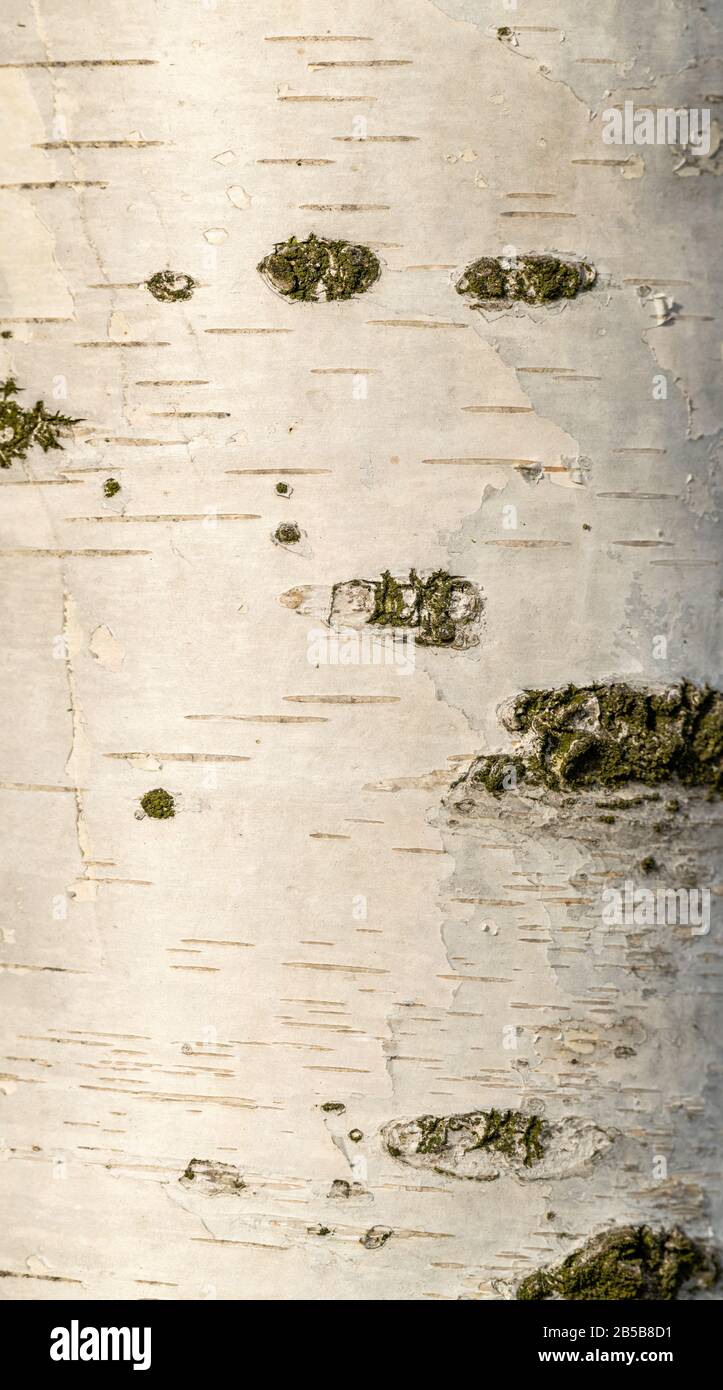 texture of white bark of birch tree, detail Stock Photo - Alamy