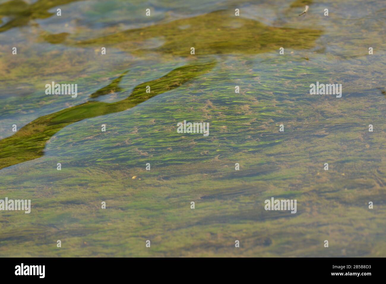 texture algae under water stream on the weir Stock Photo - Alamy