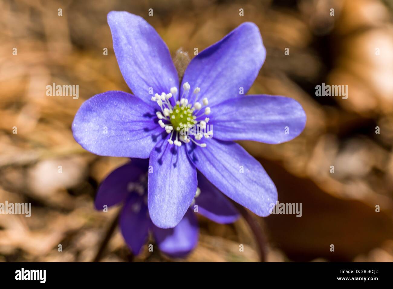 In spring, beautiful flowers sprout from the ground again Stock Photo ...