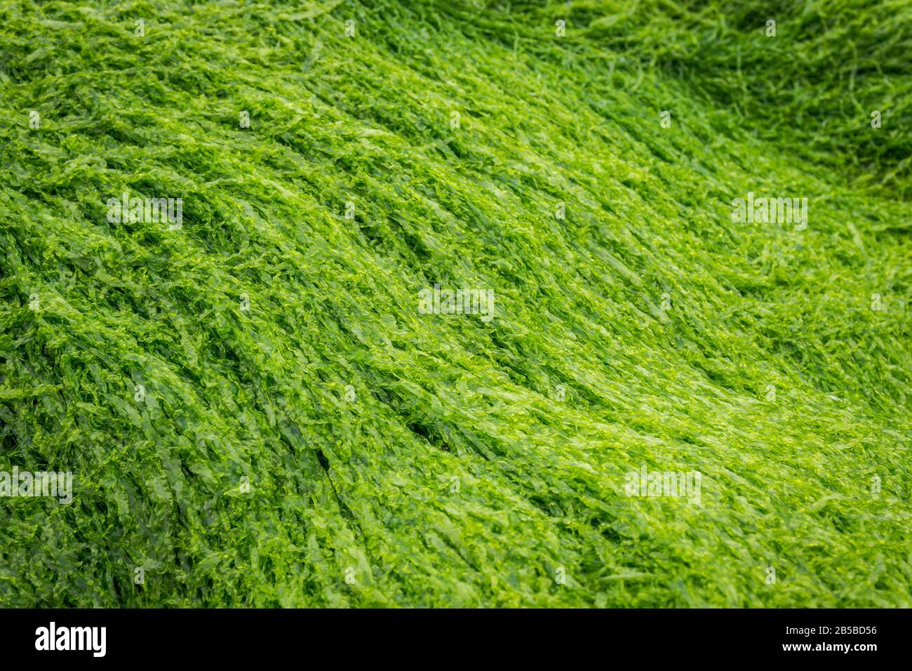 Ulva intestinalis seaweed on rocks on a beach. Also known as gutweed ...