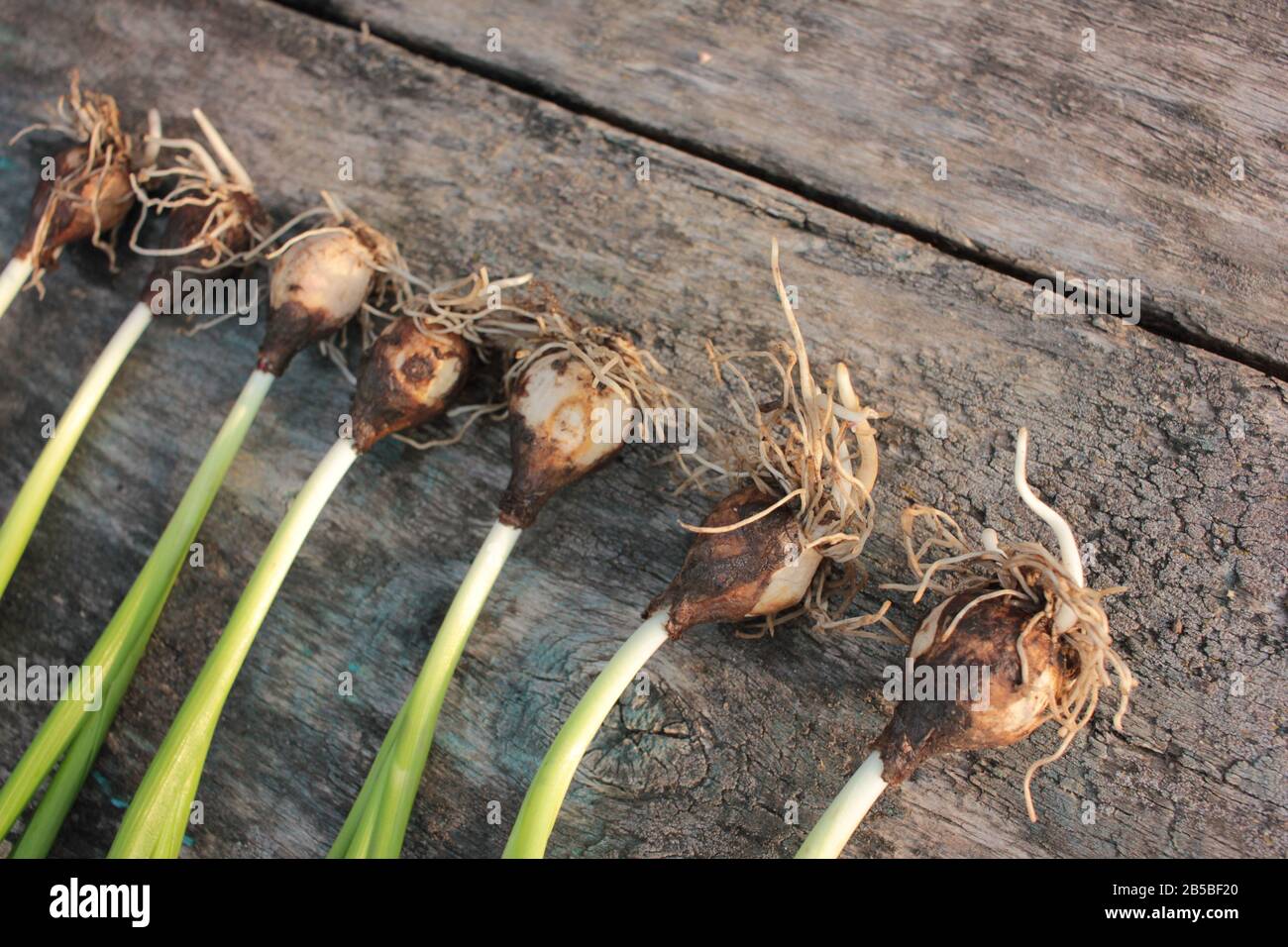 Hyacinth flower bulbs with roots and green stems lie in a row on old ...