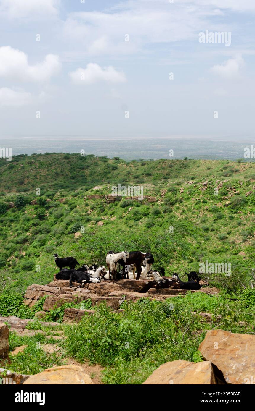 Kutchi goats (also known as Kathiawari) grazing on top of Kalo Dungar ...