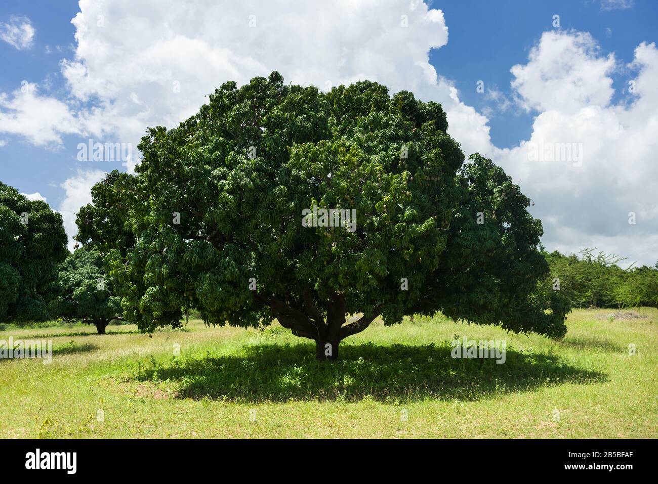 A large mango tree (Mangifera indica) in grassland farm, Central Kenya ...