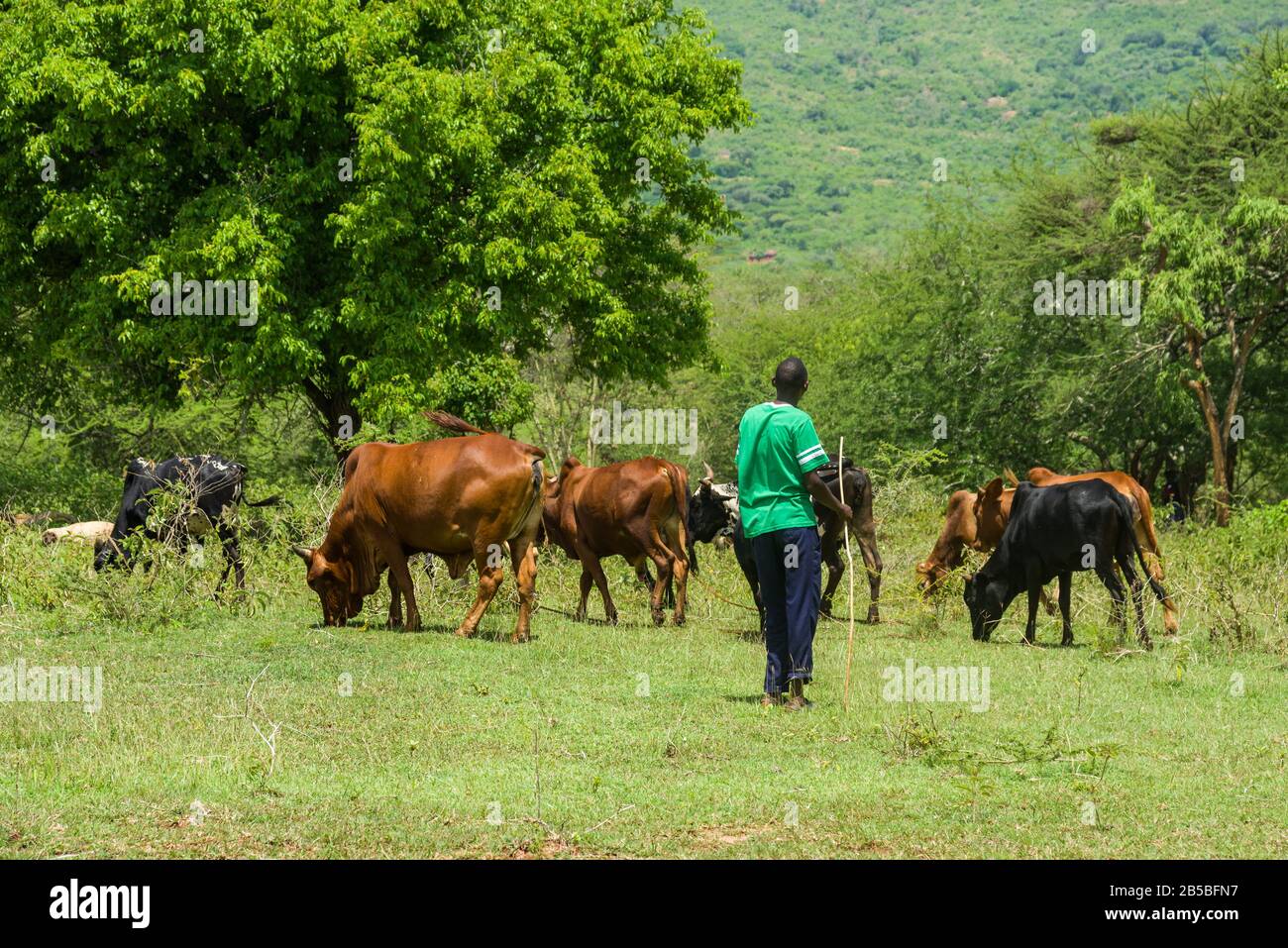 Kenyan animals hi-res stock photography and images - Alamy