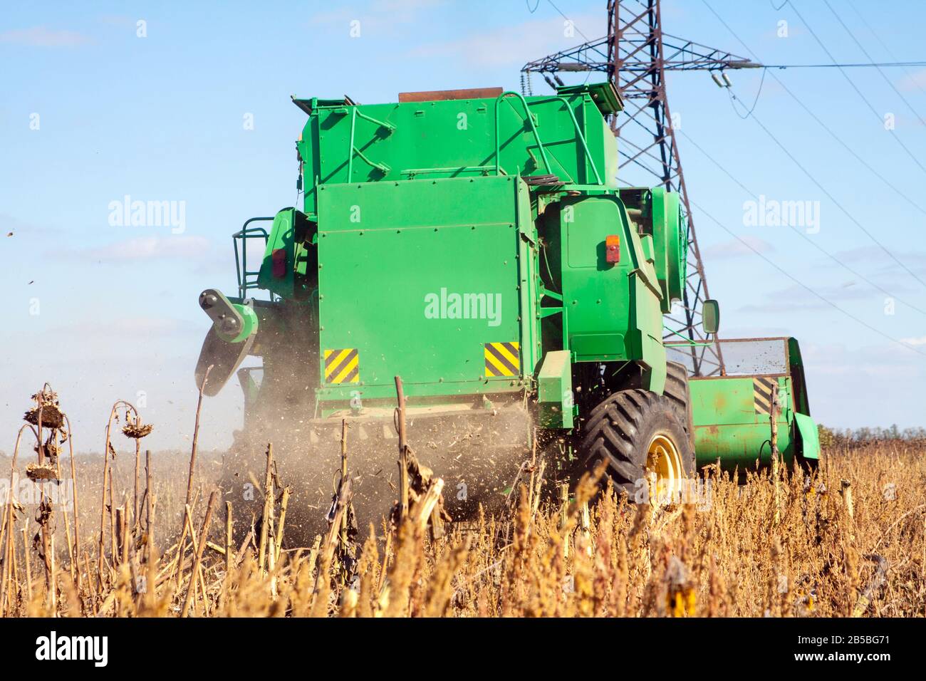 Crop in the Large field of dry sunflower on a sunny day. Autumn harvest ...