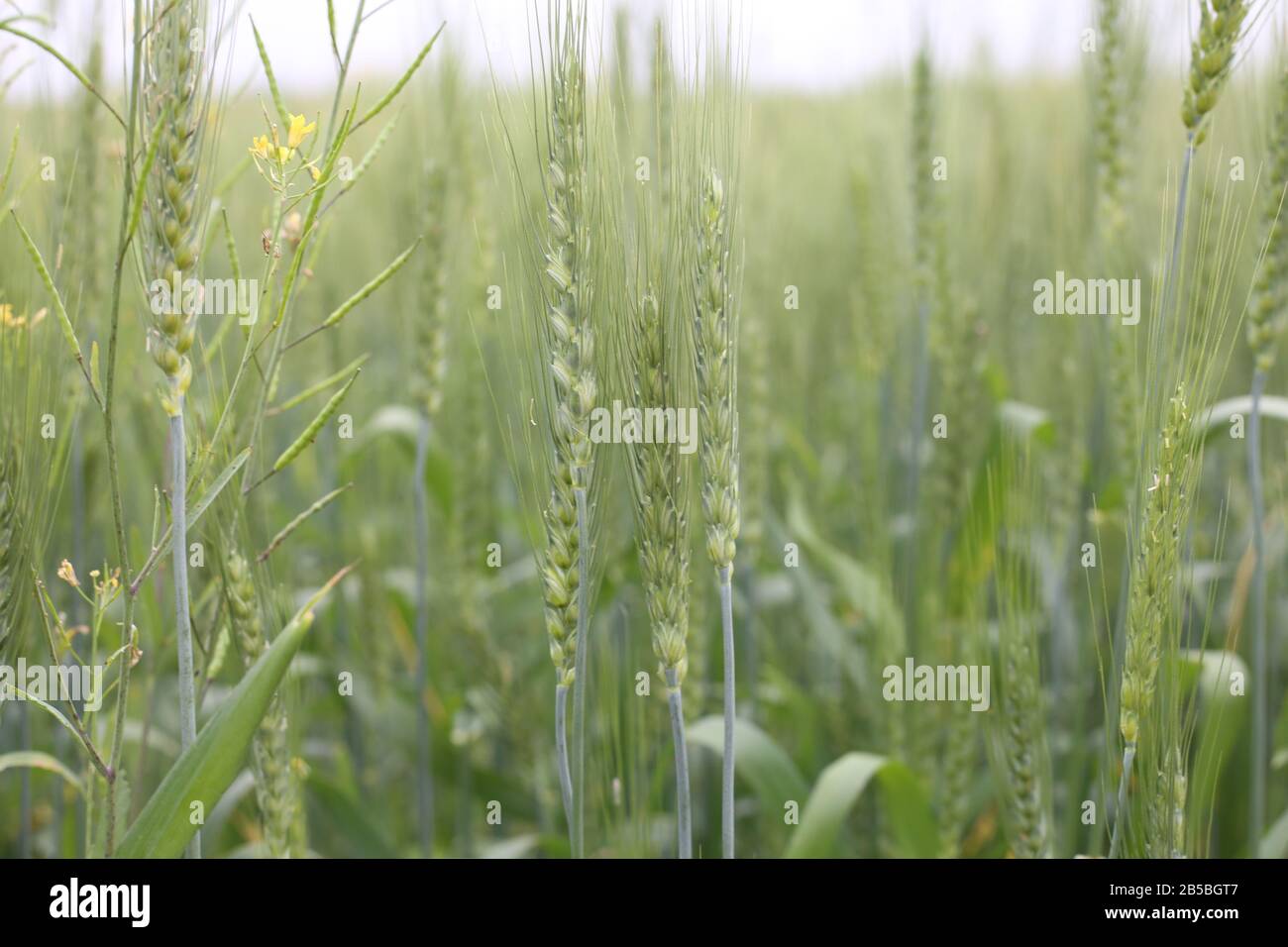 Plants growing wheat hi-res stock photography and images - Alamy