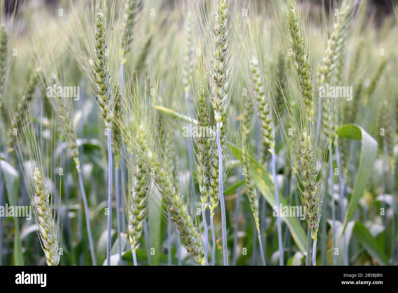 Plants growing wheat hi-res stock photography and images - Alamy