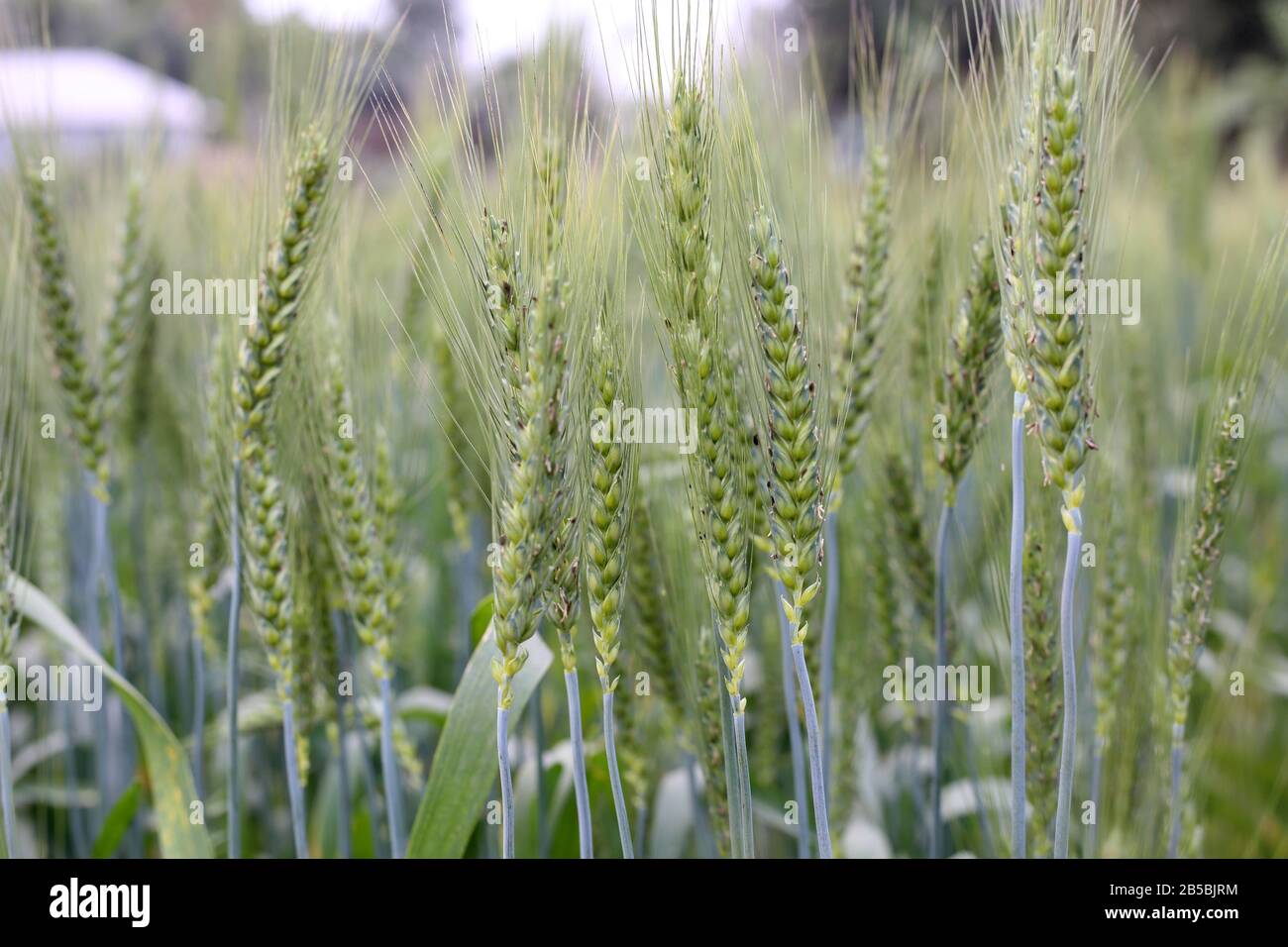 Growing Natural Green Wheat Plant Stock Photo - Alamy
