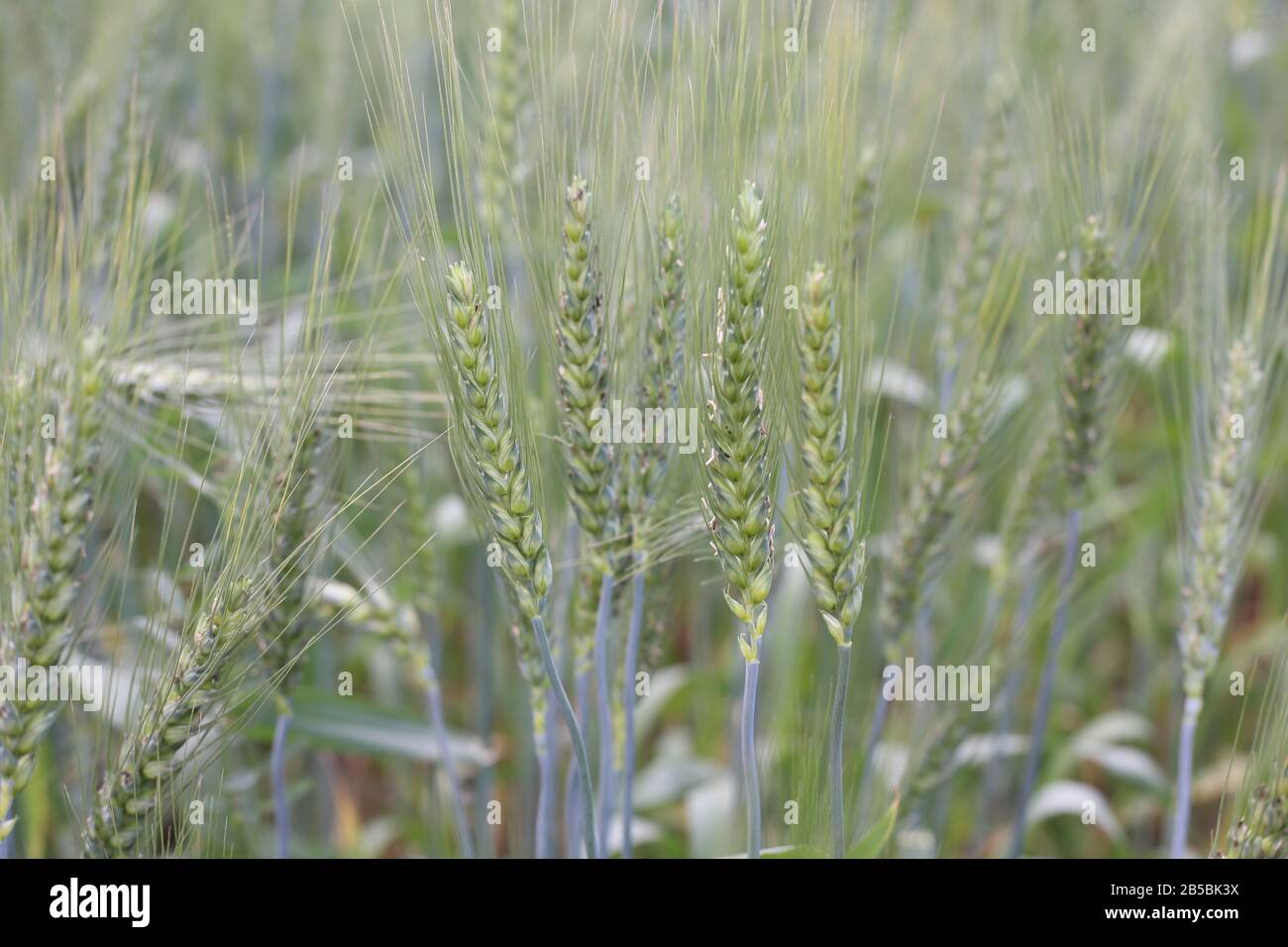 Sheaf close up hi-res stock photography and images - Alamy