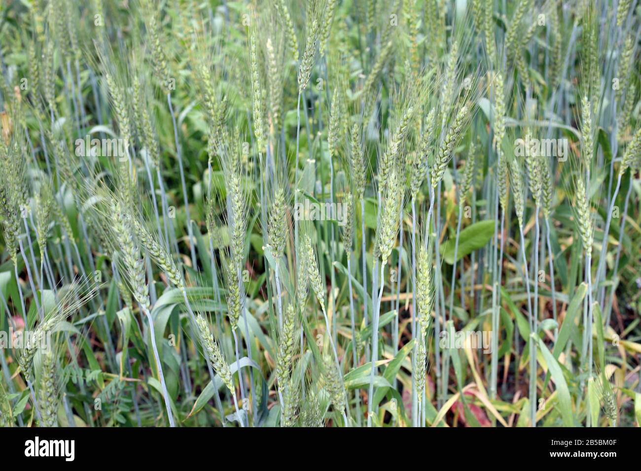 Young winter wheat crop hi-res stock photography and images - Alamy