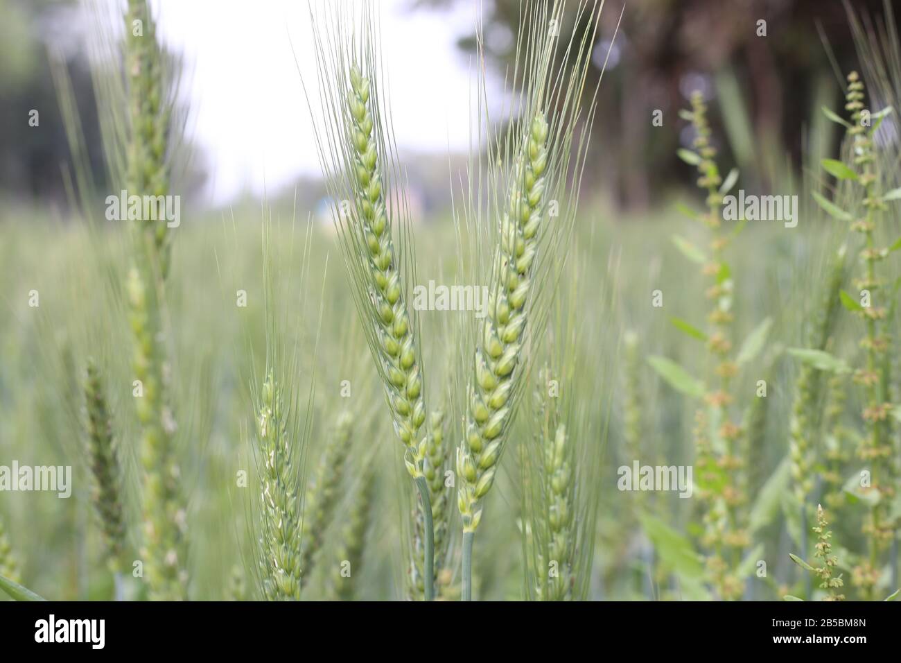 Winter wheat plants hi-res stock photography and images - Alamy