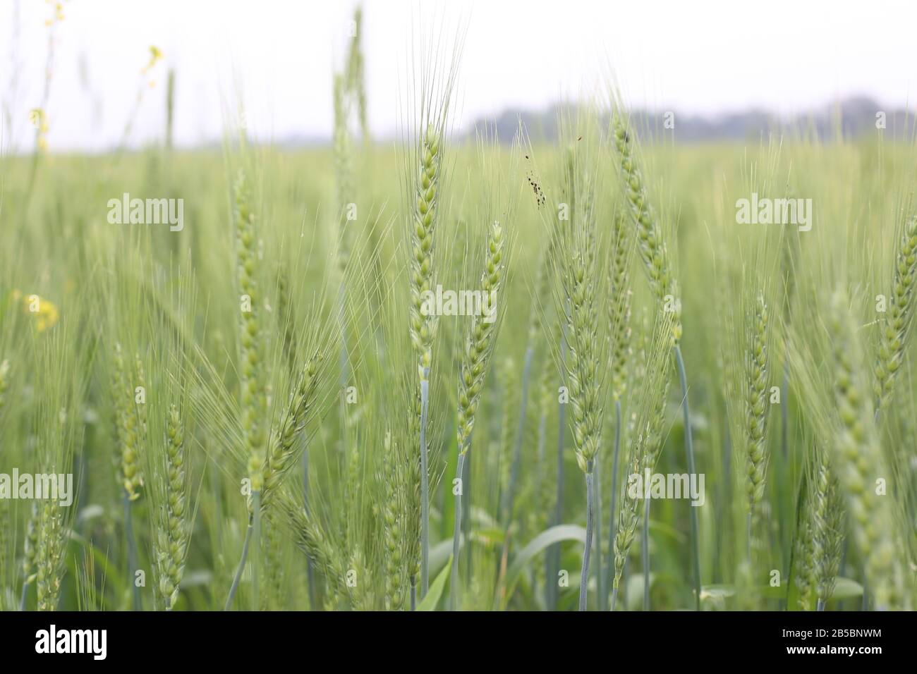 Wheat head hi-res stock photography and images - Alamy