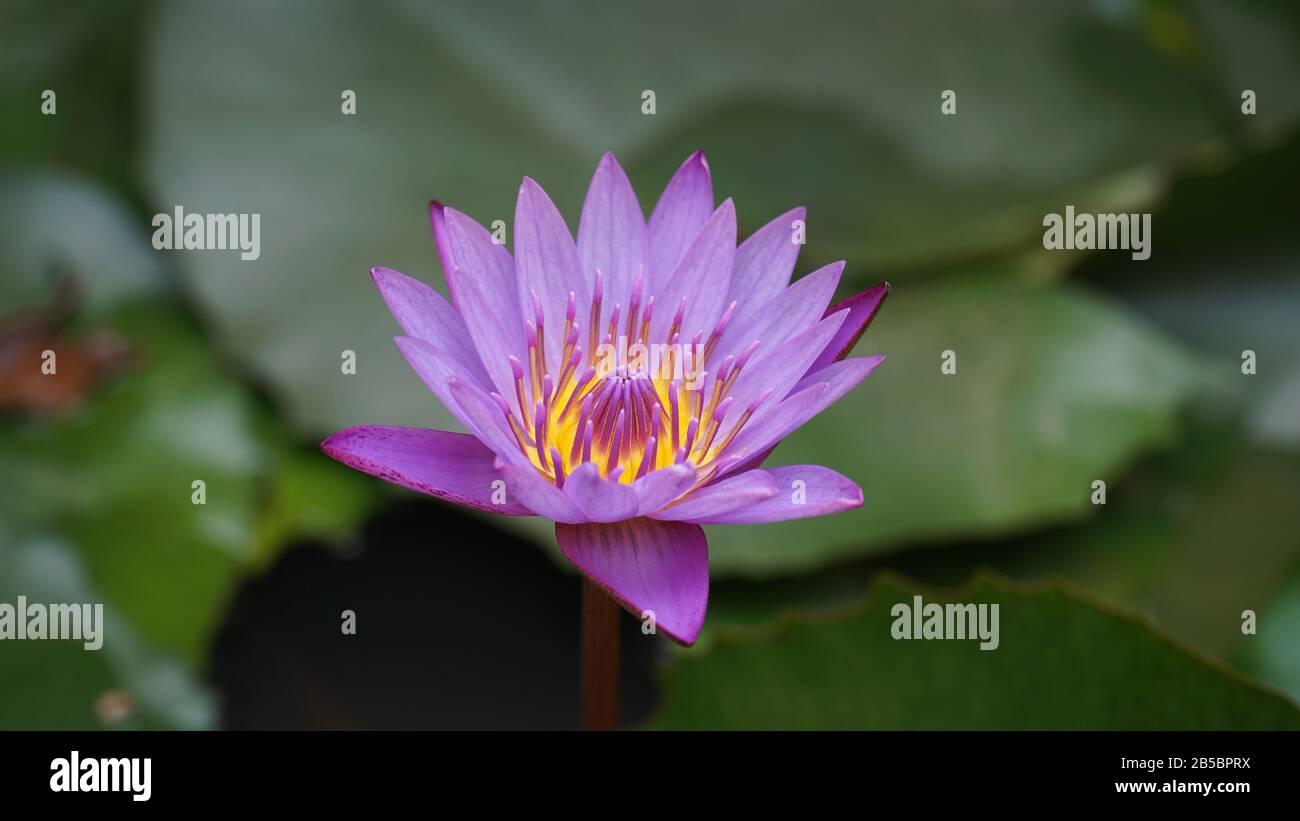 Water Lily - Nymphaeaceae Stock Photo - Alamy