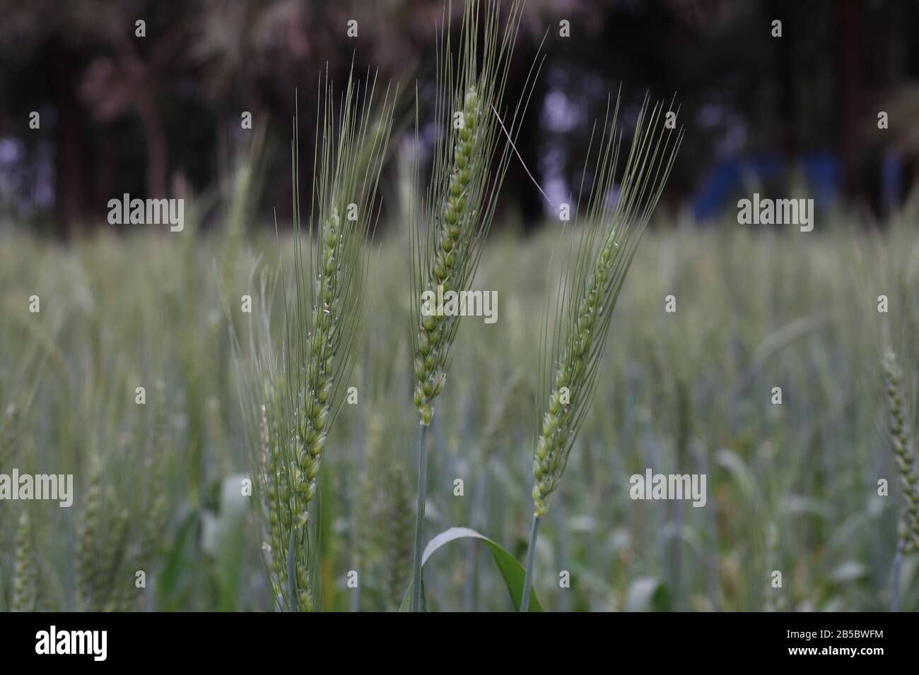 Green and Brown Manures in Wheat Production Stock Photo - Alamy