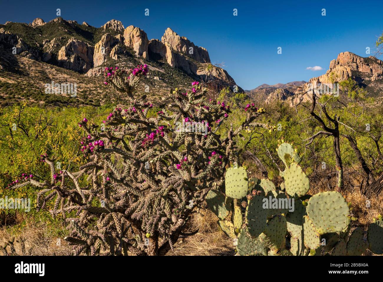 Buckhorn cholla, prickly pear cacti, Cathedral Rock on left, Cave Creek ...