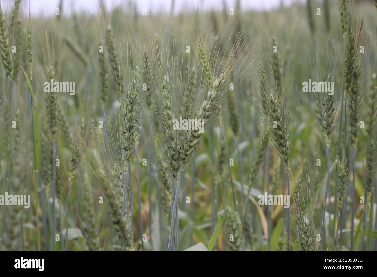 Growing Wheat, the Organism Stock Photo - Alamy