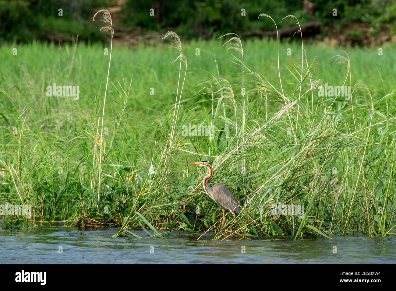 Purple Heron hunting in the tall grasses and reeds at the edge of the ...