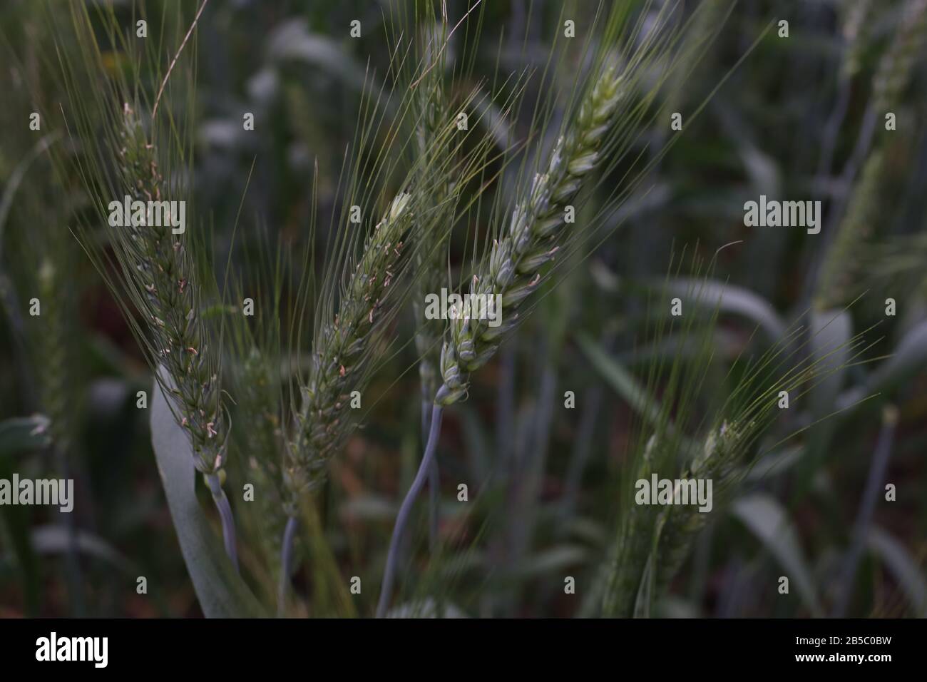 Close up young grass hi-res stock photography and images - Alamy