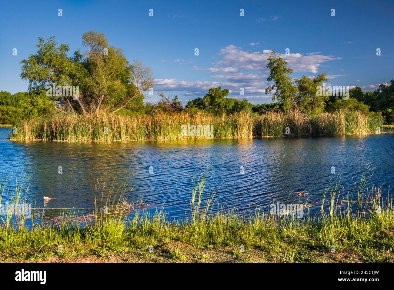 Riparian Zone High Resolution Stock Photography and Images - Alamy