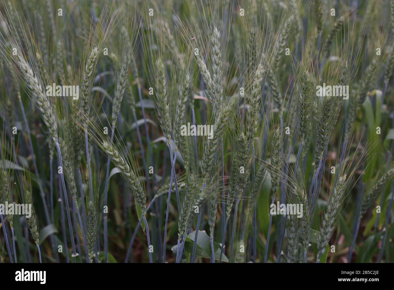 Wheat Cereal Field Agriculture Background Stock Photo - Alamy