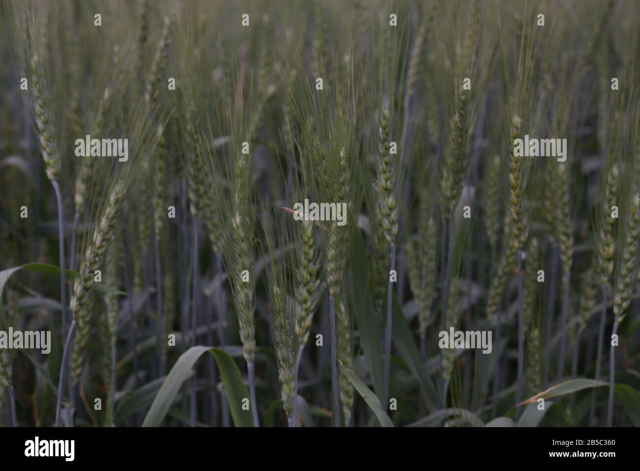 Growing wheat hi-res stock photography and images - Alamy