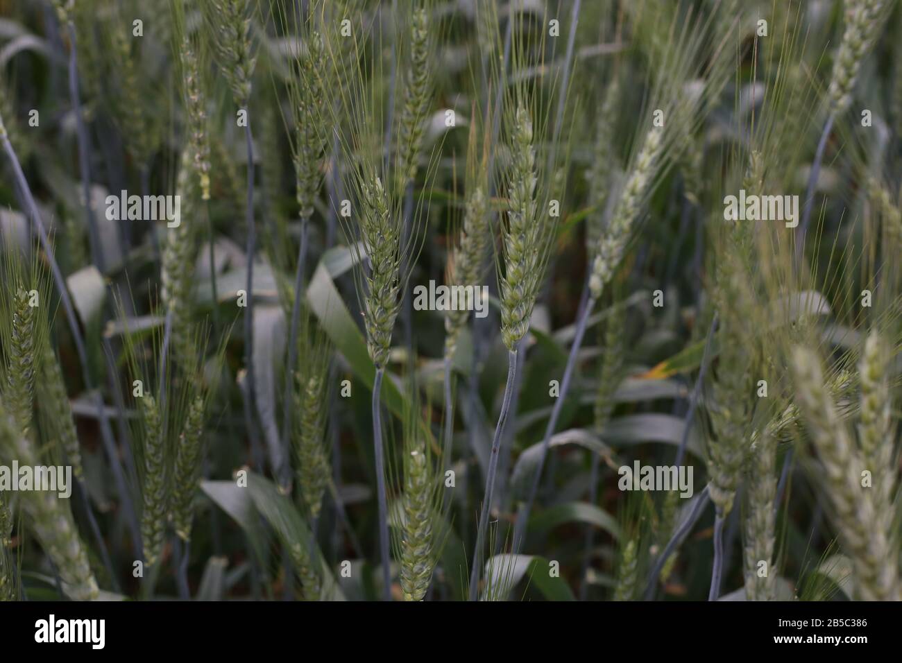 Beautiful growing grain agriculture hi-res stock photography and images ...
