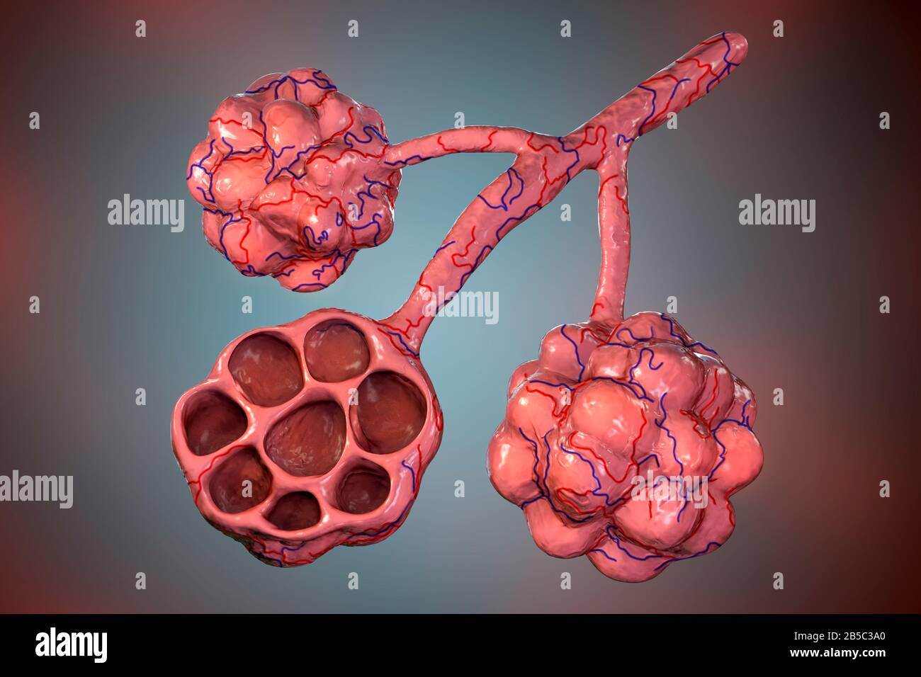 Gas exchange alveoli hi-res stock photography and images - Alamy