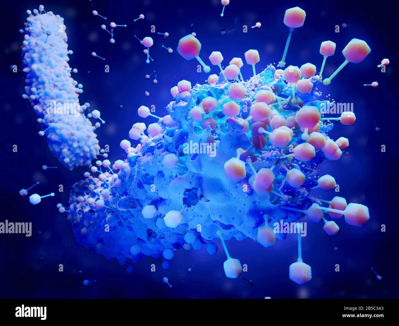 Bacteriophages infecting bacteria, illustration Stock Photo - Alamy