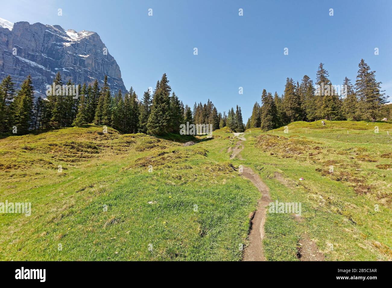 Alpiglen meadows with Scheideggwetterhorn nord face in Reichenbachtal ...